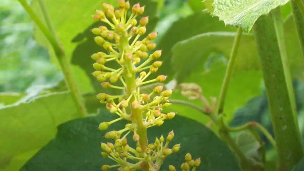 VINE Fiore di Bach | Farmacia Montelupone